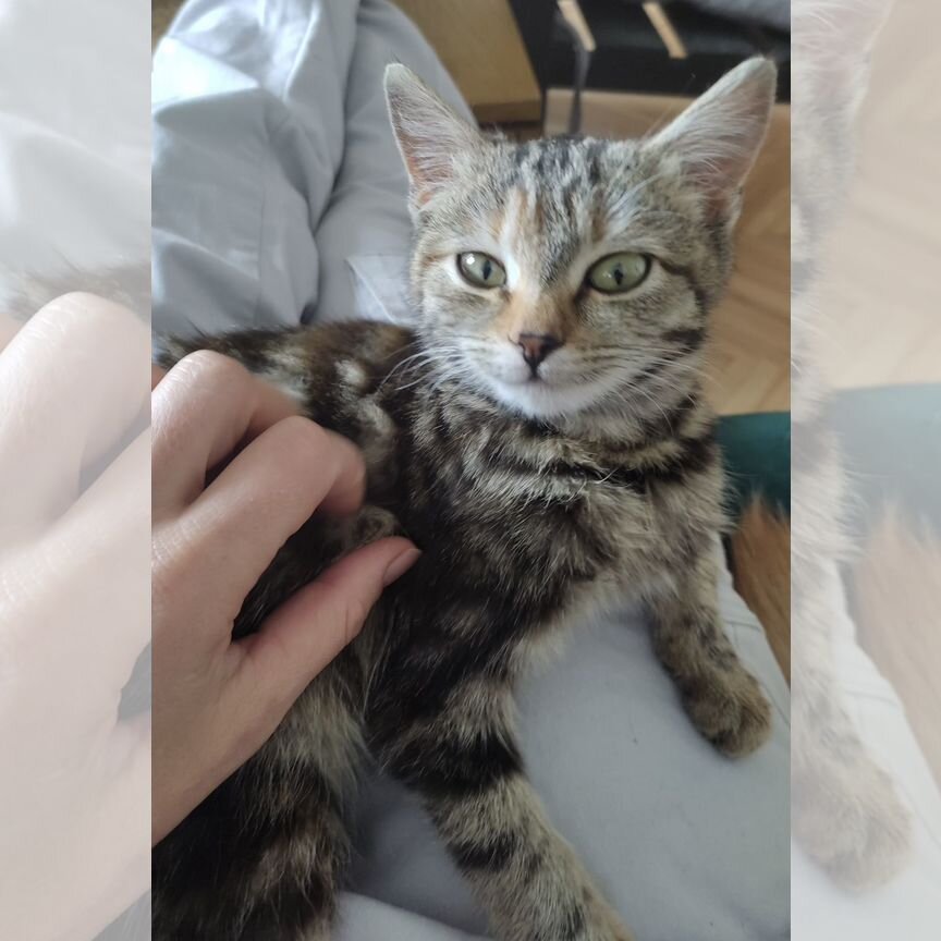 Отдам в добрые руки кошечку подростка