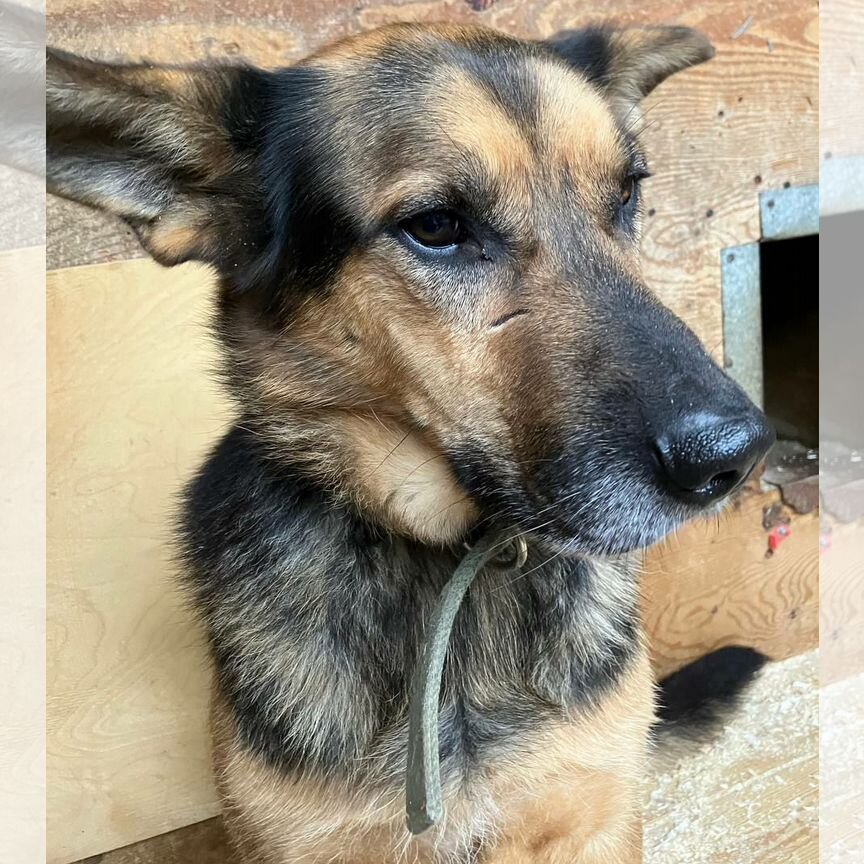 Пёс Тим с израненой душой ждёт в приюте