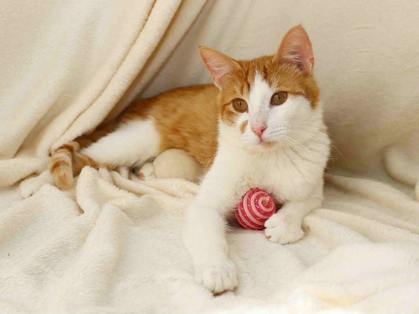 Рыжий котик в добрые руки