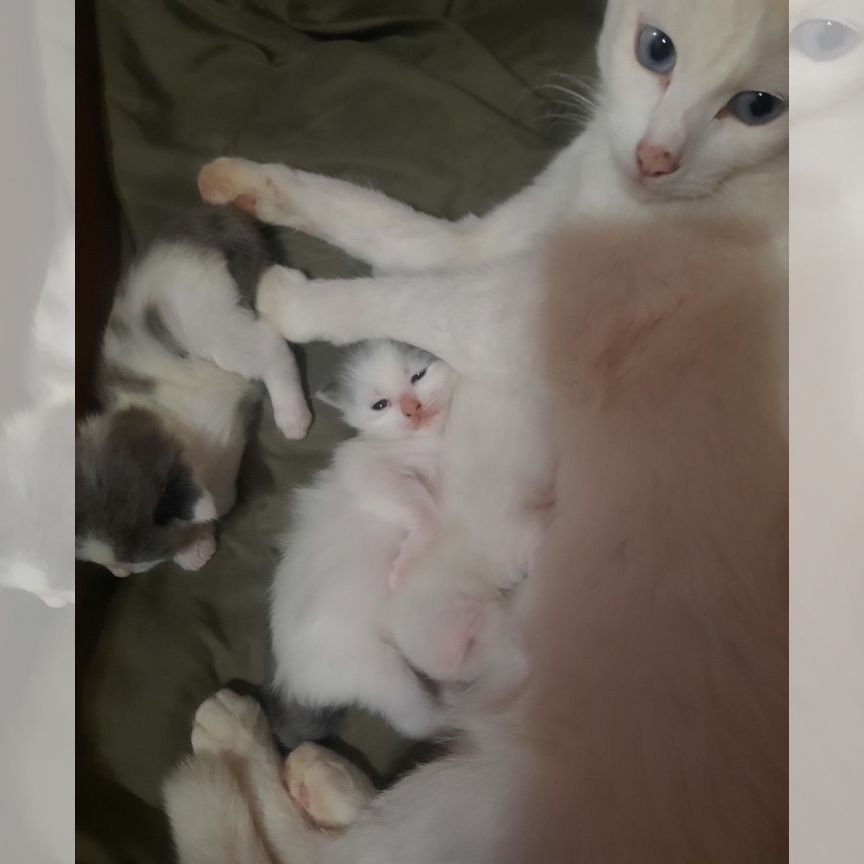 Котёнок в добрые руки