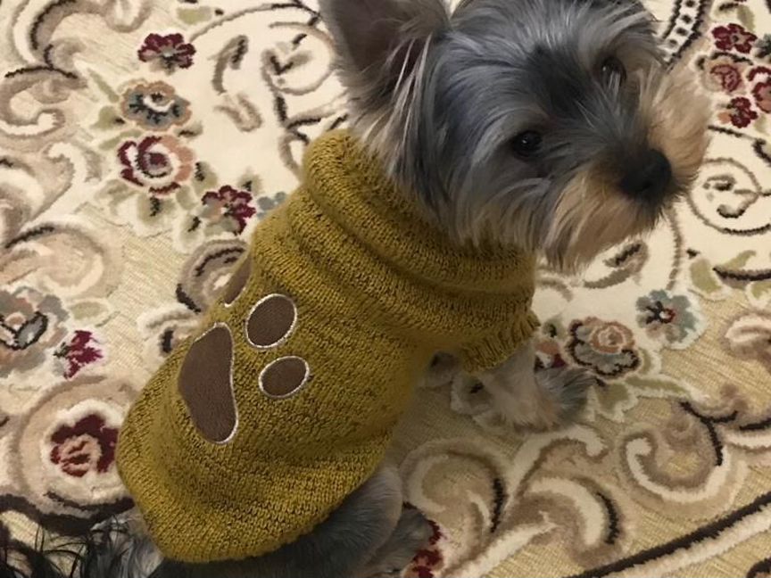 Одежда для маленьких пород собак