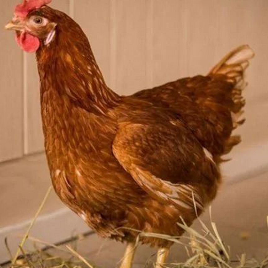 Куры молодки несушки