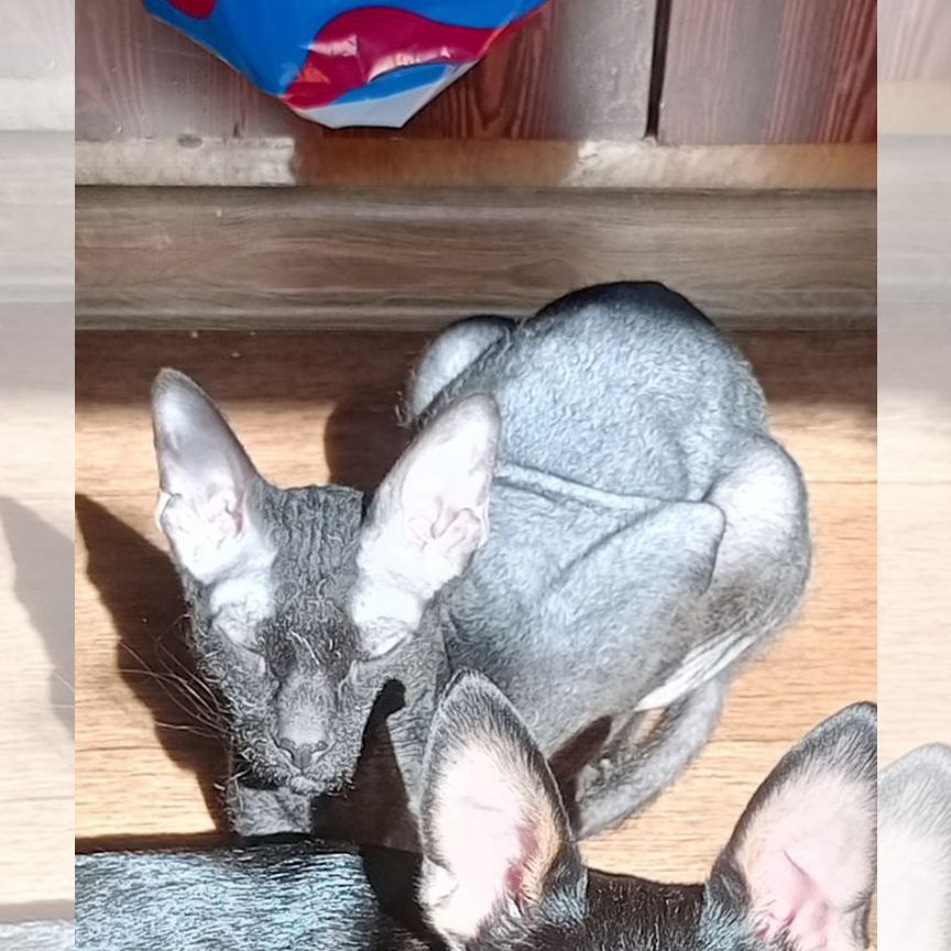 Канадский сфинкс, взрослый кот