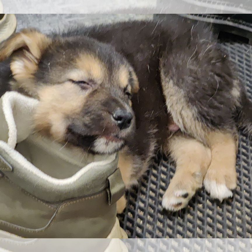 Щенок в добрые руки