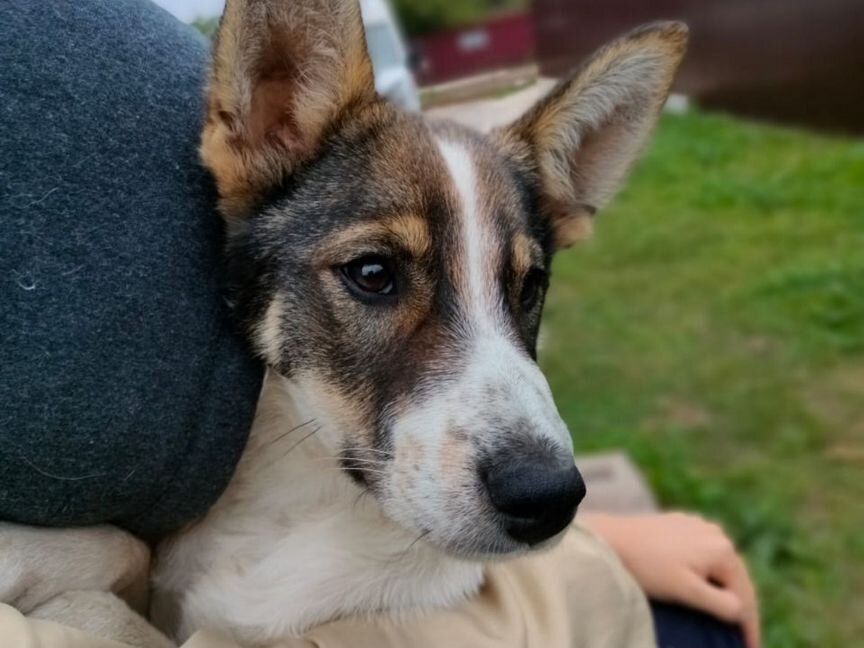 Собаки бесплатно в добрые руки щенки