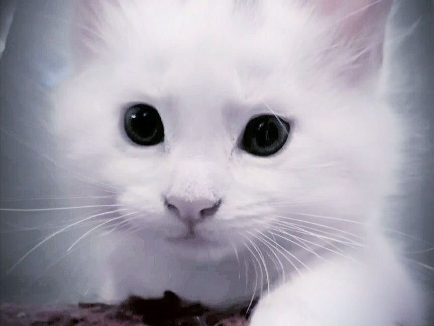 Котята мейн-кун