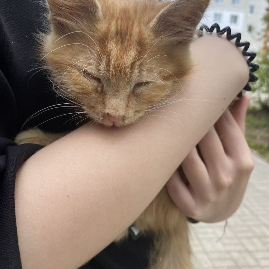 Рыжий котенок