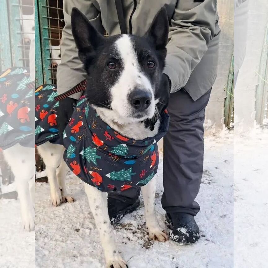 Взрослый пёс в добрые руки