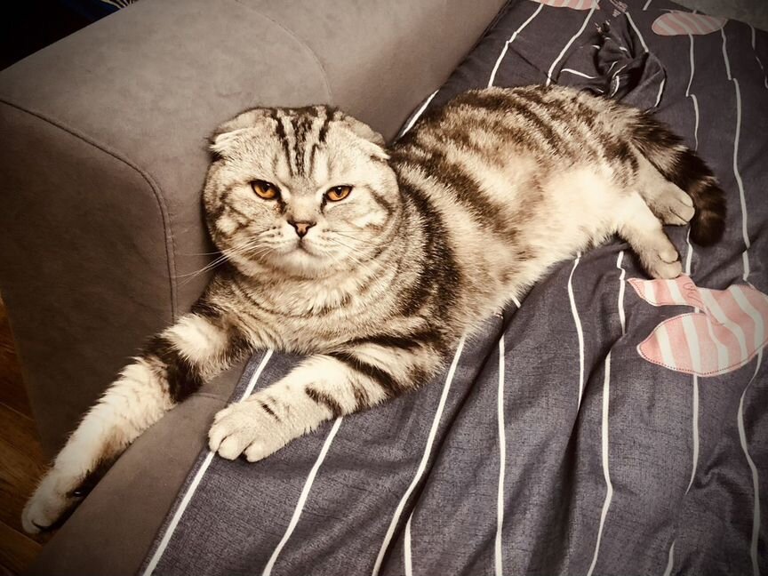 Шотландский вислоухий кот вязка