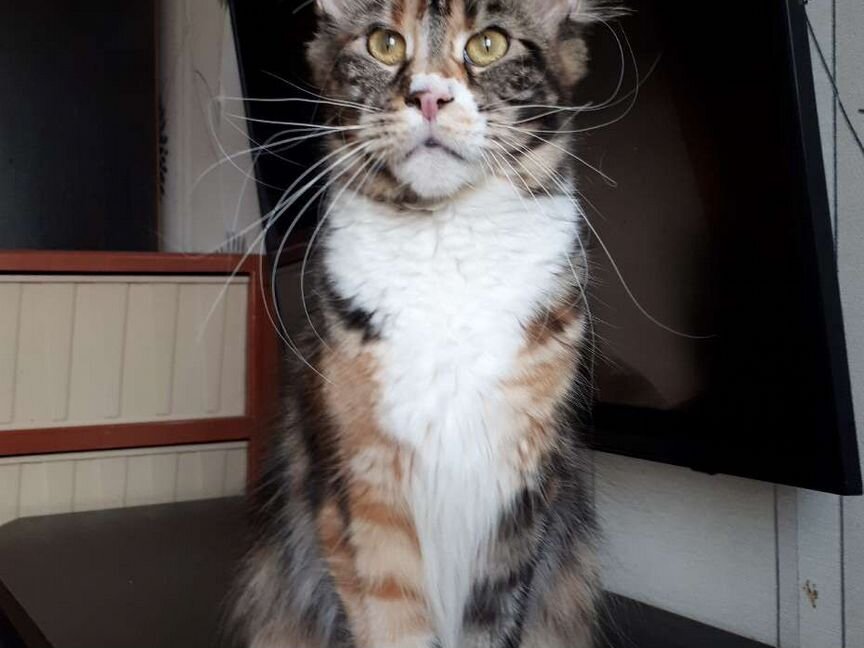 Кошка Мейн-кун