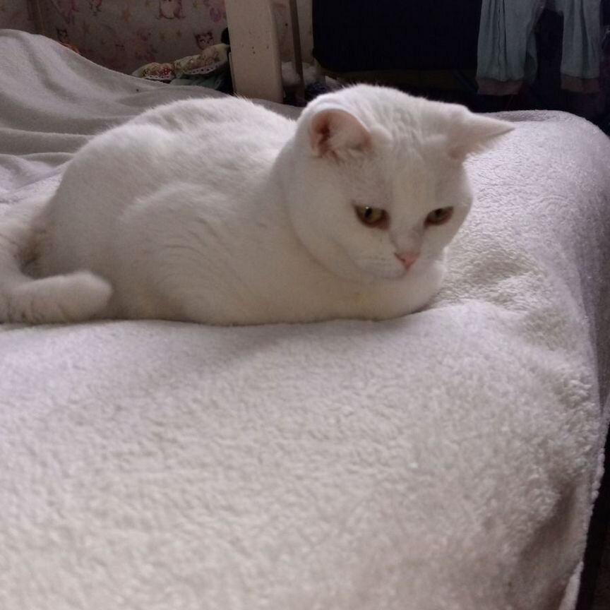 Шотландская кошка