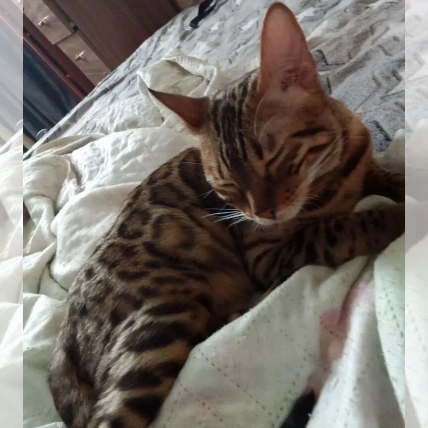 Бенгальская, взрослая кошка