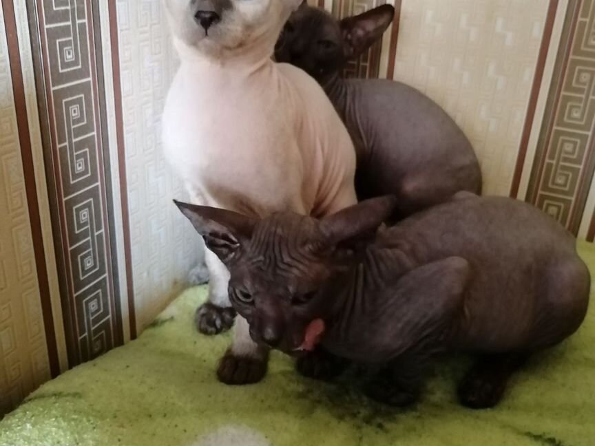 Донские малыши