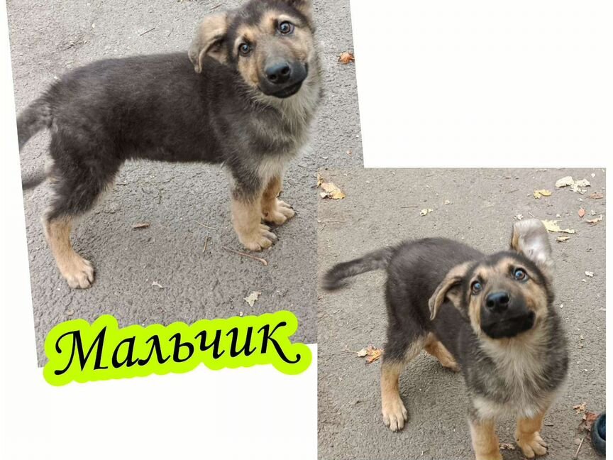 Мухтар ищет дом