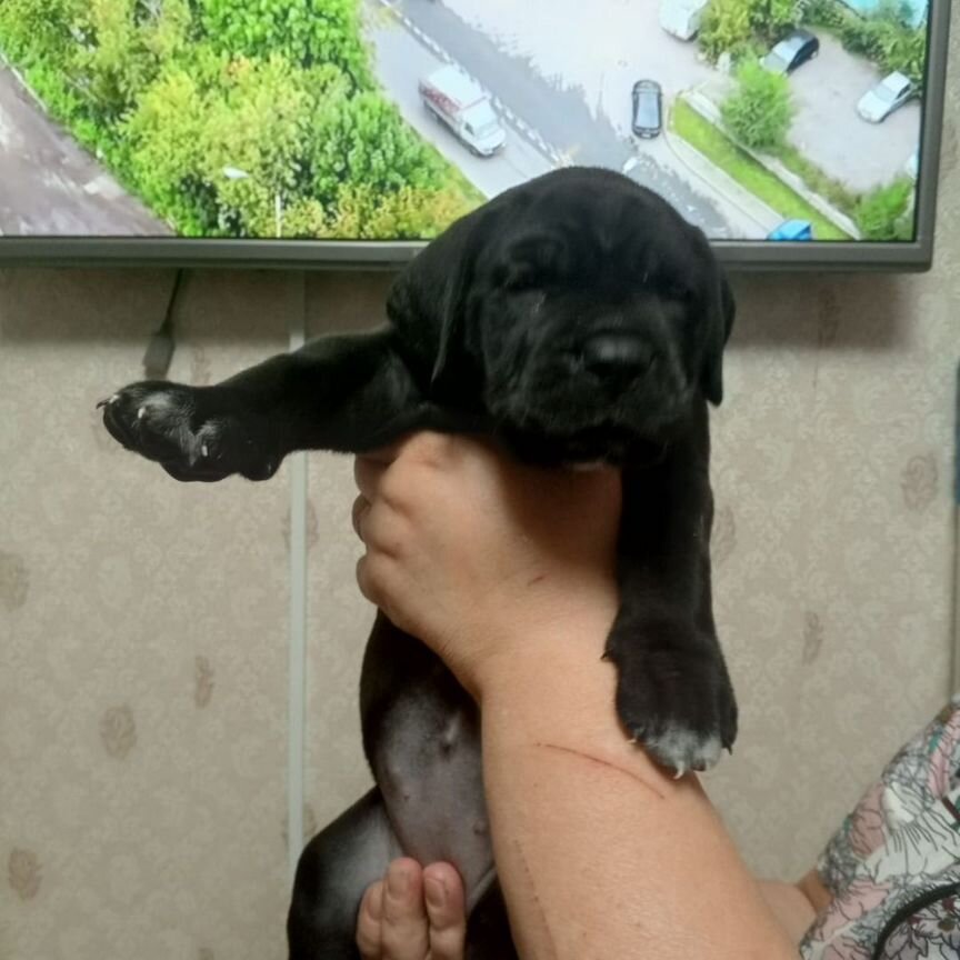 Корсенок Айка