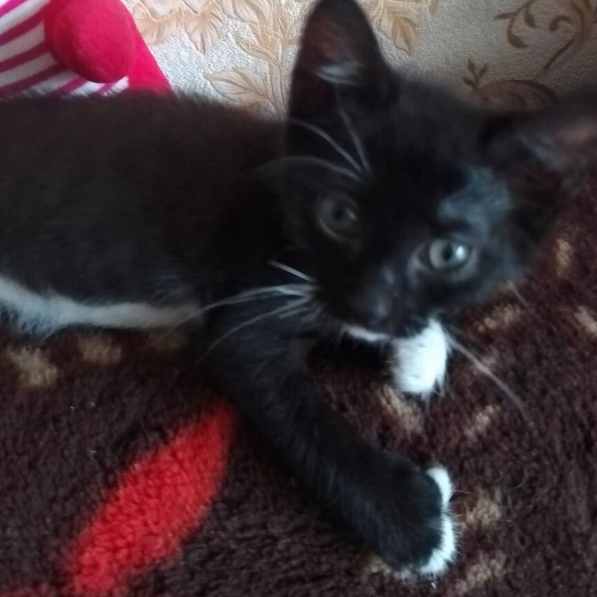 Отдам котят бесплатно