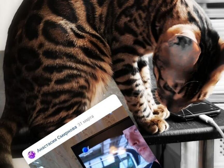 Бенгальская кошка