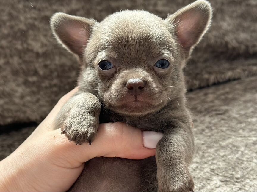 Лиловый гш мальчик РКФ