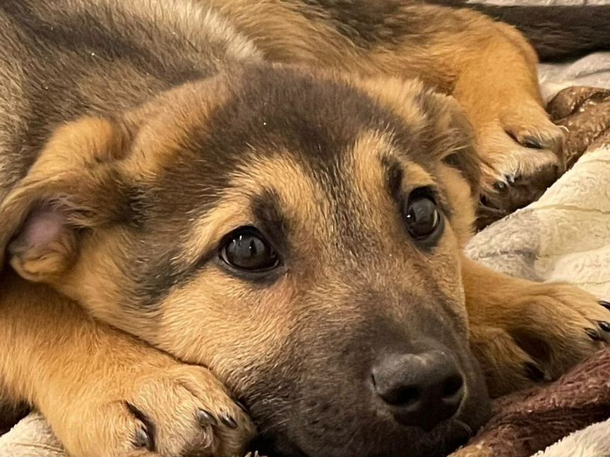 Щенок мальчик