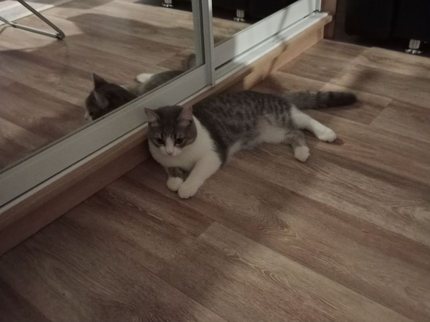 Кошка в дар