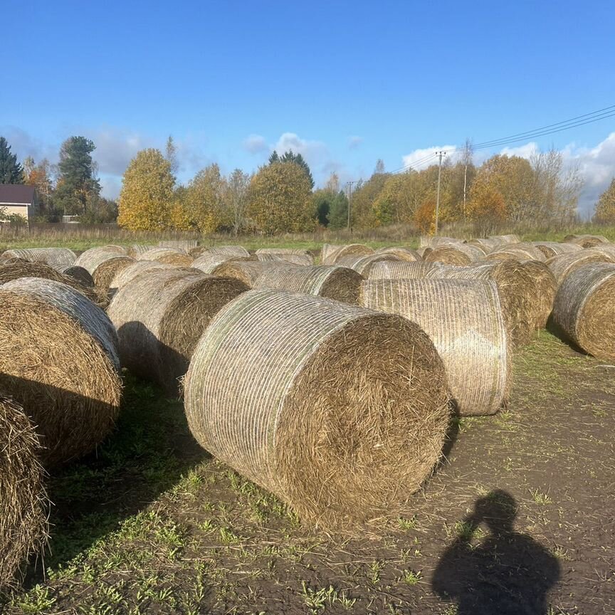 Сено в рулонах 2024
