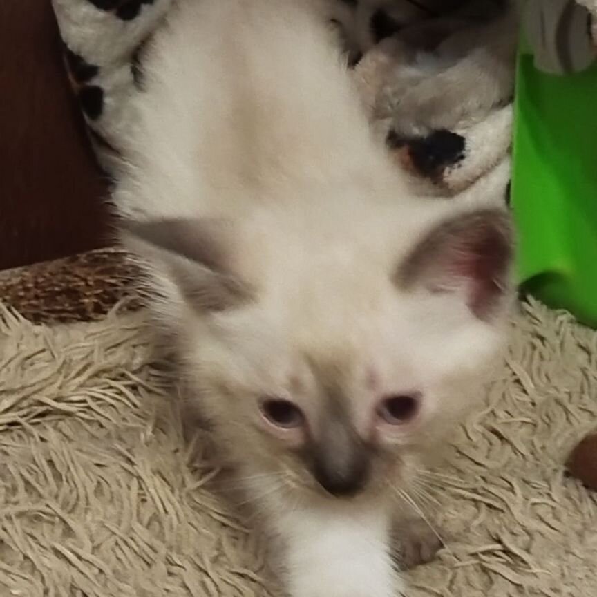 Тайские котята