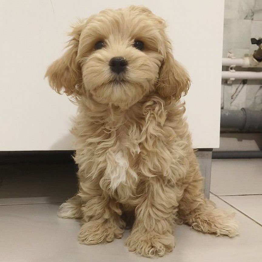 Мальтипу, щенок