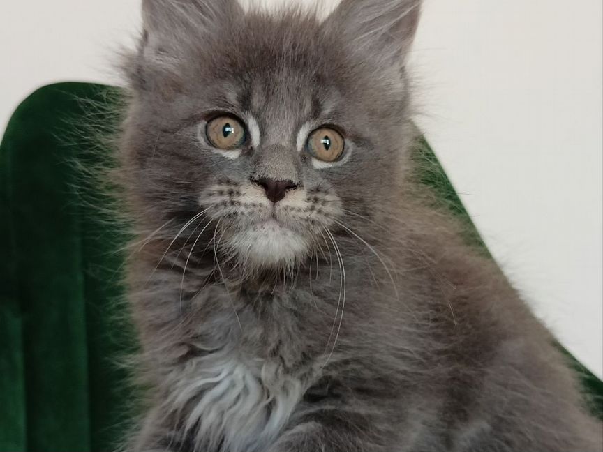 Котёнок мейн-кун