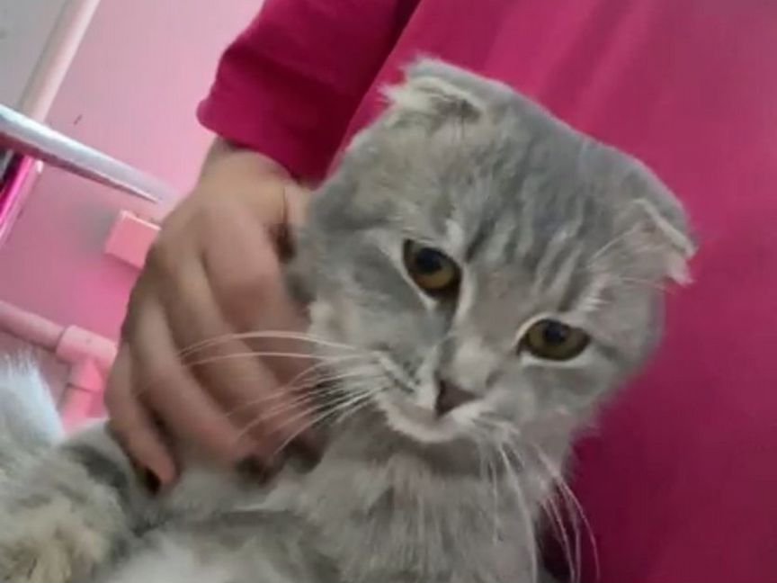 Шотландская вислоухая кошка дымчатая