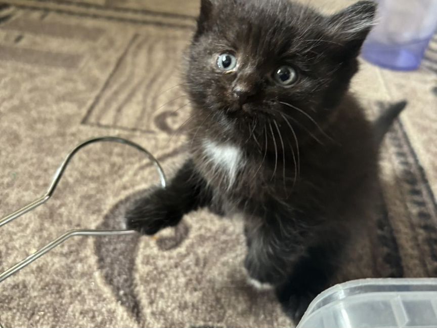 Добрейшей души маленький кот