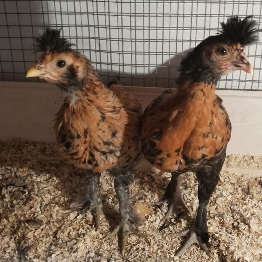 Продам цыплят Алтайская бентамка