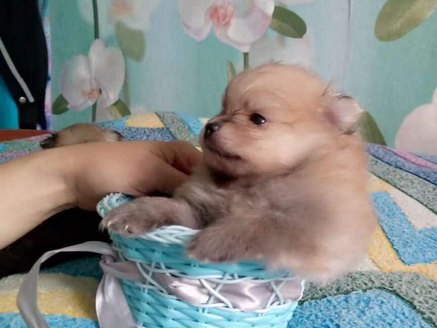 Собаки щенки