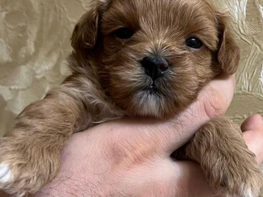 Мальтипу f1 Red Brown