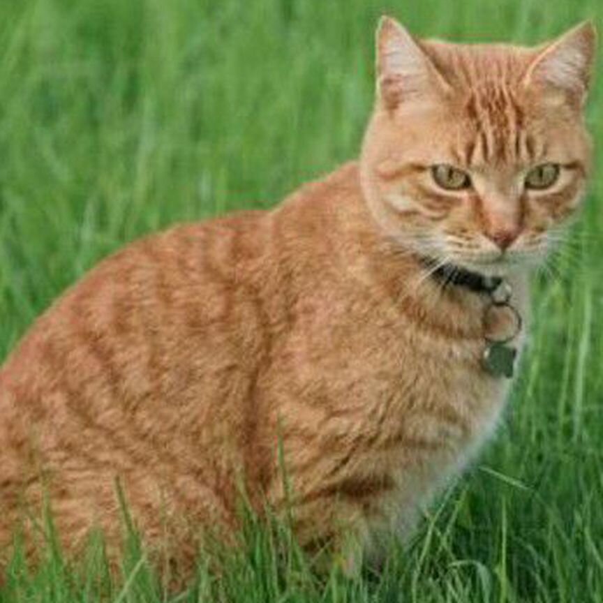 Взрослый кот в добрые руки