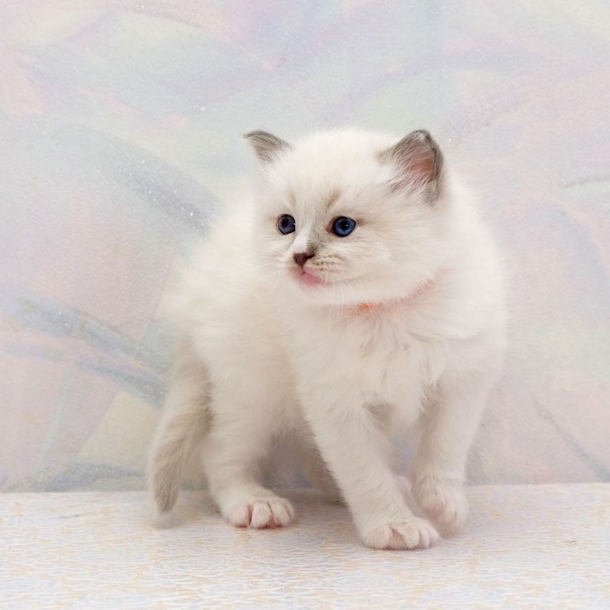 Девочка - регдолл с родословной