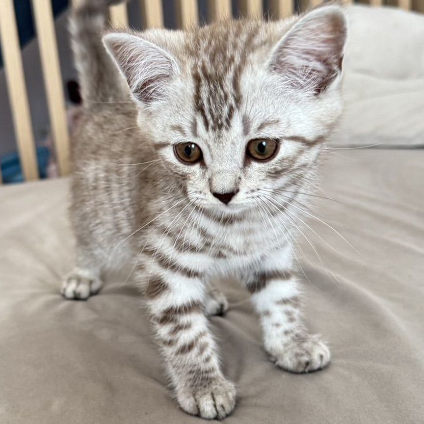 Котенок шотланской породы