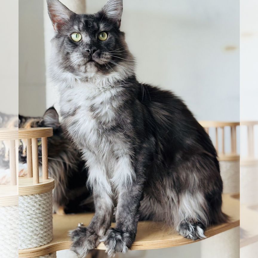 Отдам бесплатно кота Мейн кун