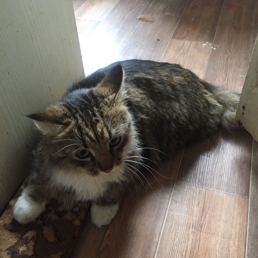 В добрые руки