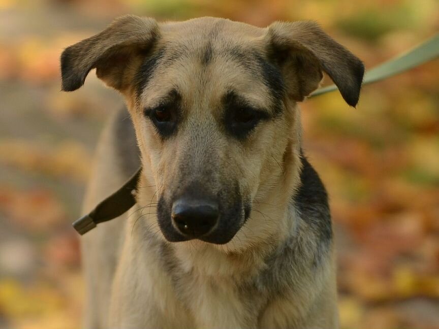 Конти из приюта в добрые руки