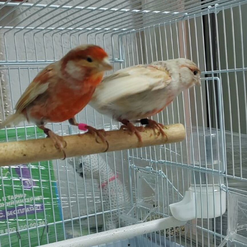 Кенарь и канарейка жемчужина