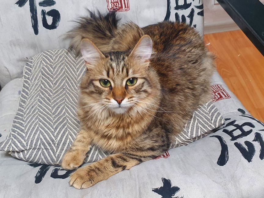 Молоденькая кошечка, почти сибирячка