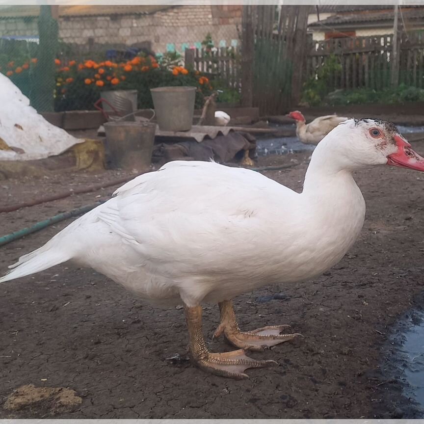 Индаутки и селезни