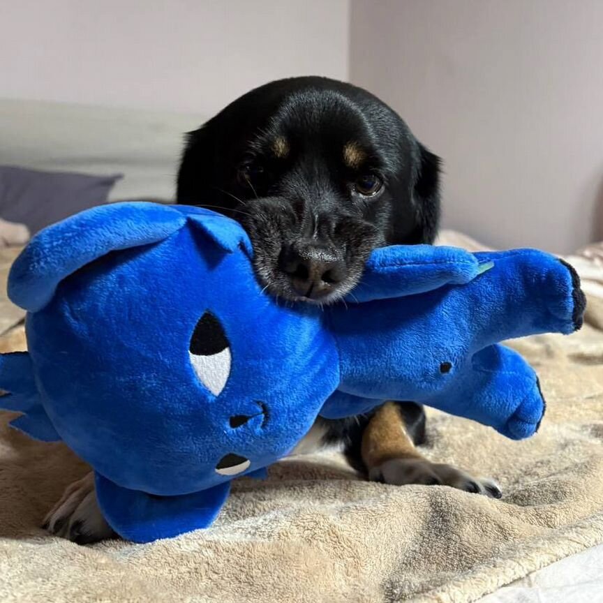 Вельш Корги Пемброк, взрослый пёс