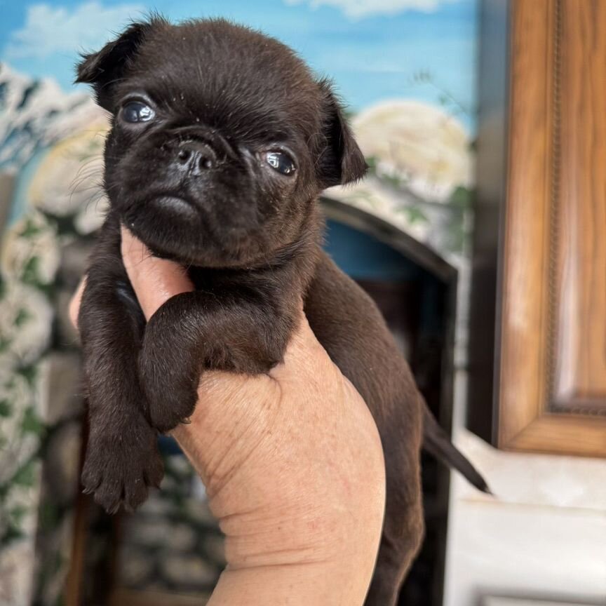 Малыши пти брабансон