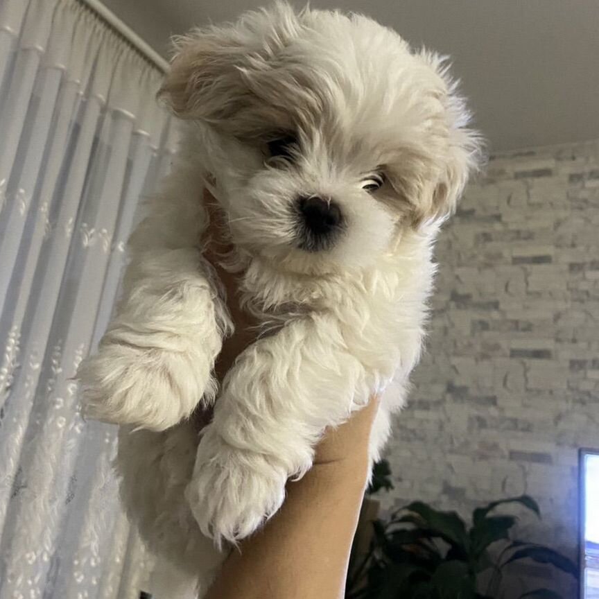 Мальтийская болонка, щенок