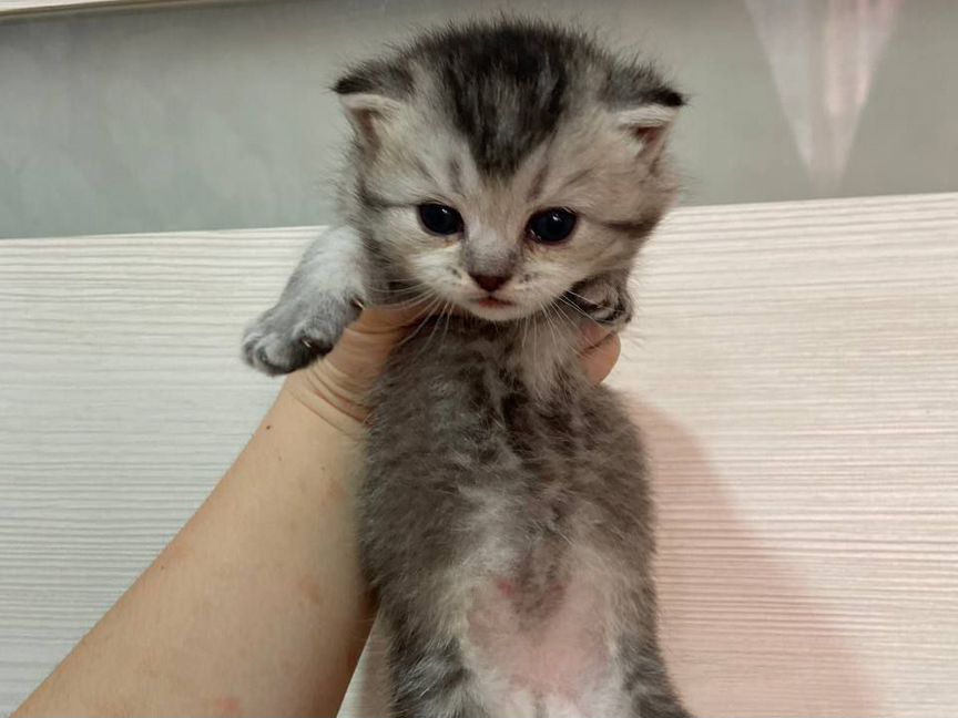 Британские котята