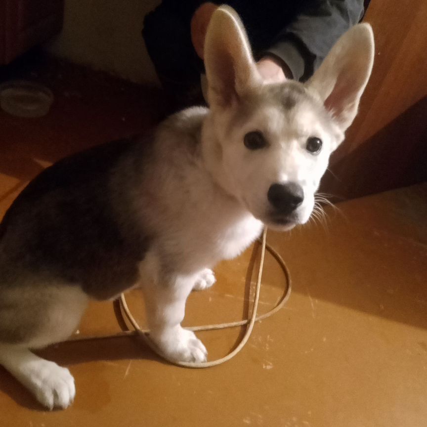 Отдам щенка хаски