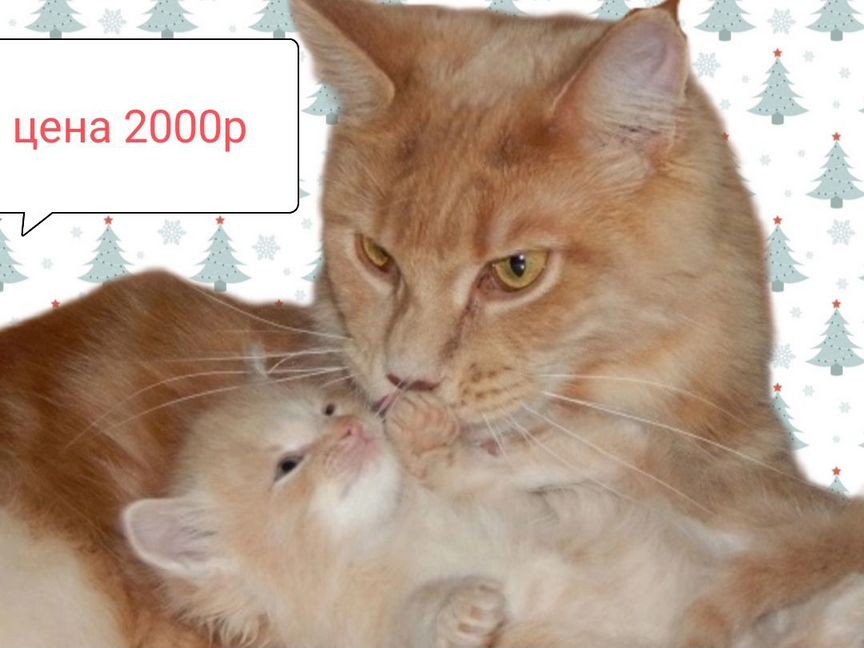 Мэйнкун/метисы/котята