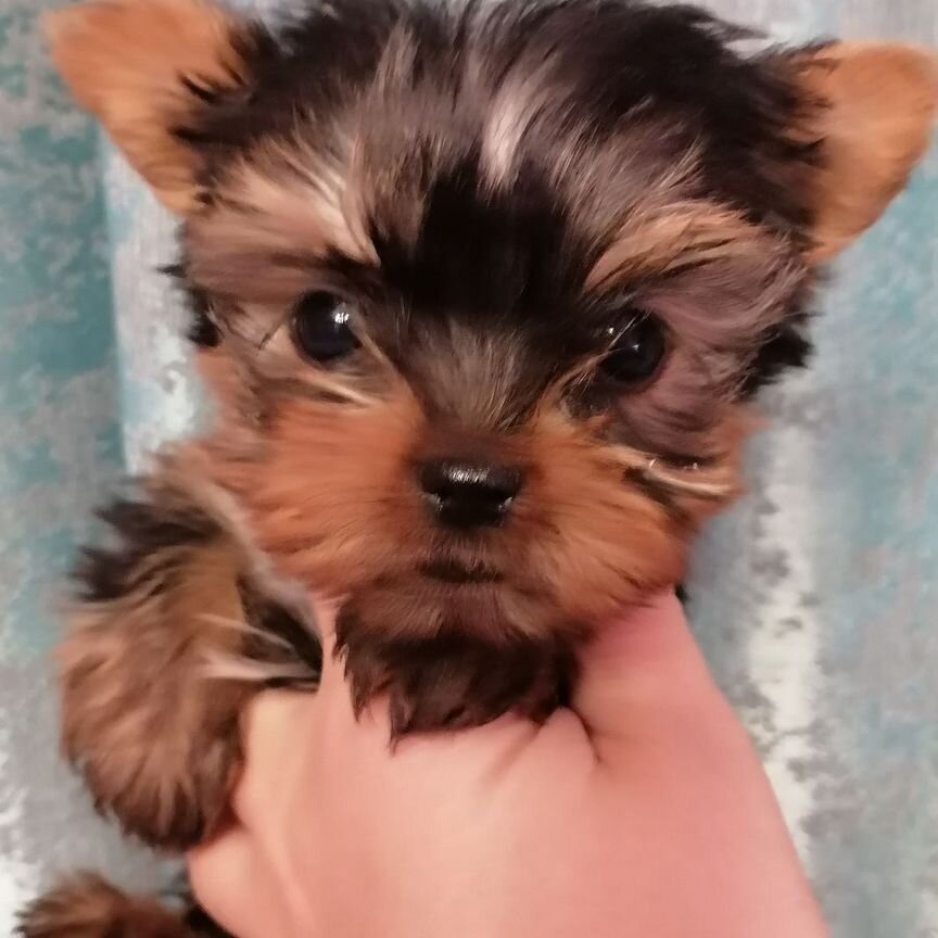 Йоркширский терьер щенки