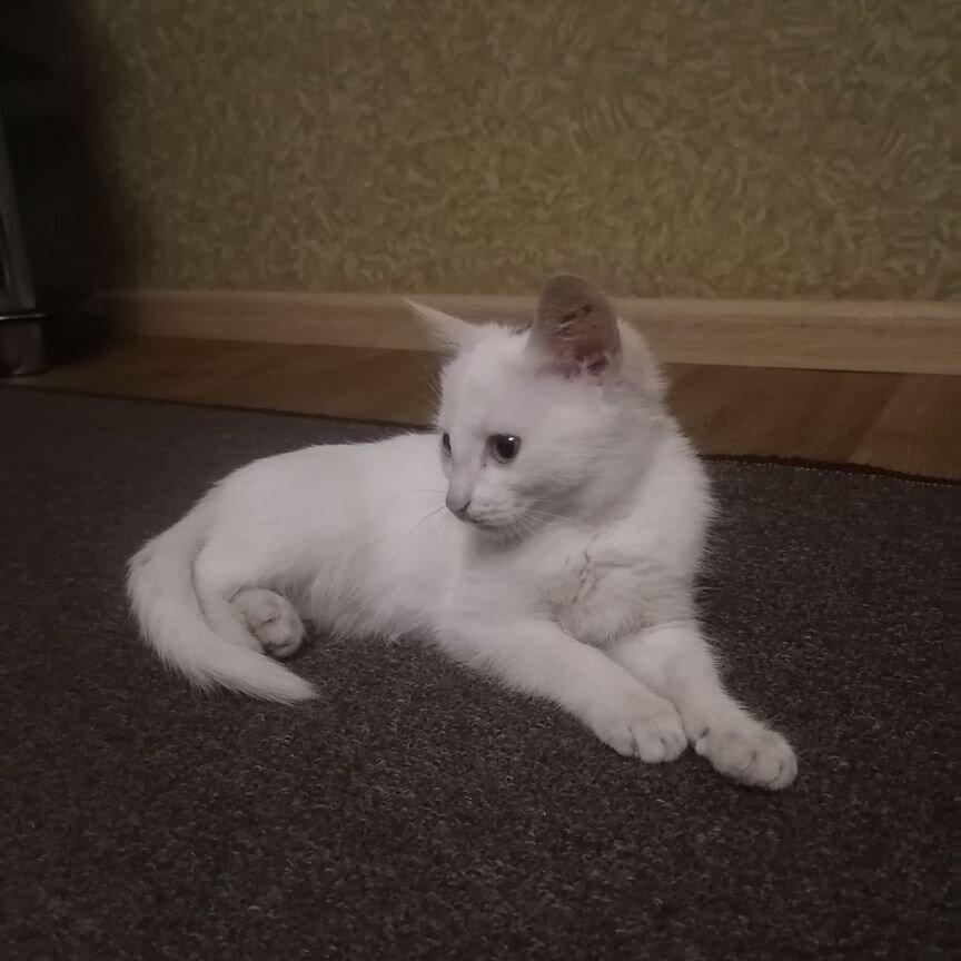 Милый котик